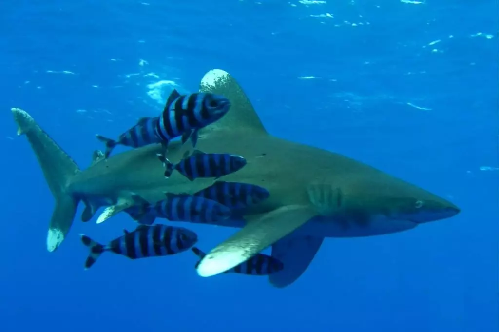 לאַנג-פיניד (לאַנג-באַפליגלט) הייַפיש (Carcharhinus longimanus)