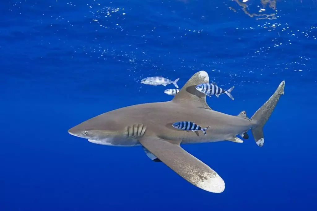 Tiburón de aleta larga (alas largas) (Carcharhinus longimanus)