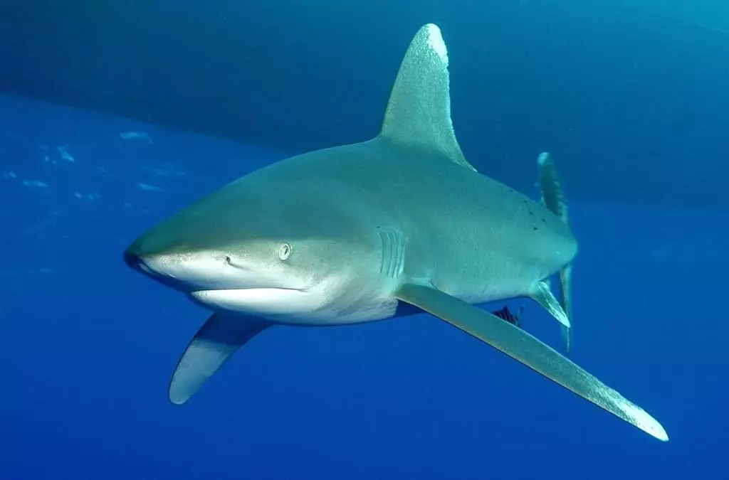 Uzun qanadlı (uzun qanadlı) köpək balığı (Carcharhinus longimanus)