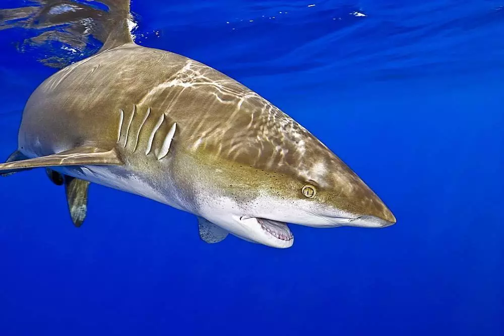 Long-finned (Long-winged) Shark (Carcharhinus longimanus)