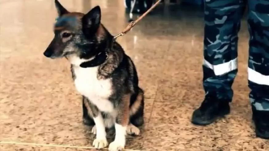 De honden van Sulimov zijn getraind om naar explosieven te zoeken.