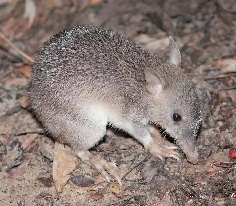 Lange næse bandicoot (Perameles nasuta)