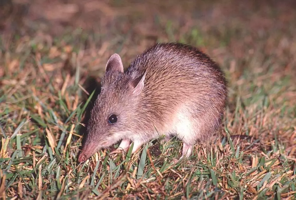 Lange næse bandicoot (Perameles nasuta)