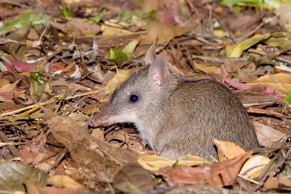 Bandicoot de nariz larga (Perameles nasuta)