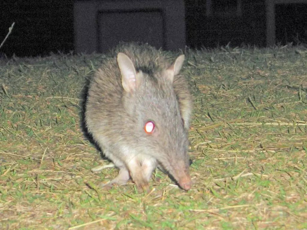 Lange næse bandicoot (Perameles nasuta)