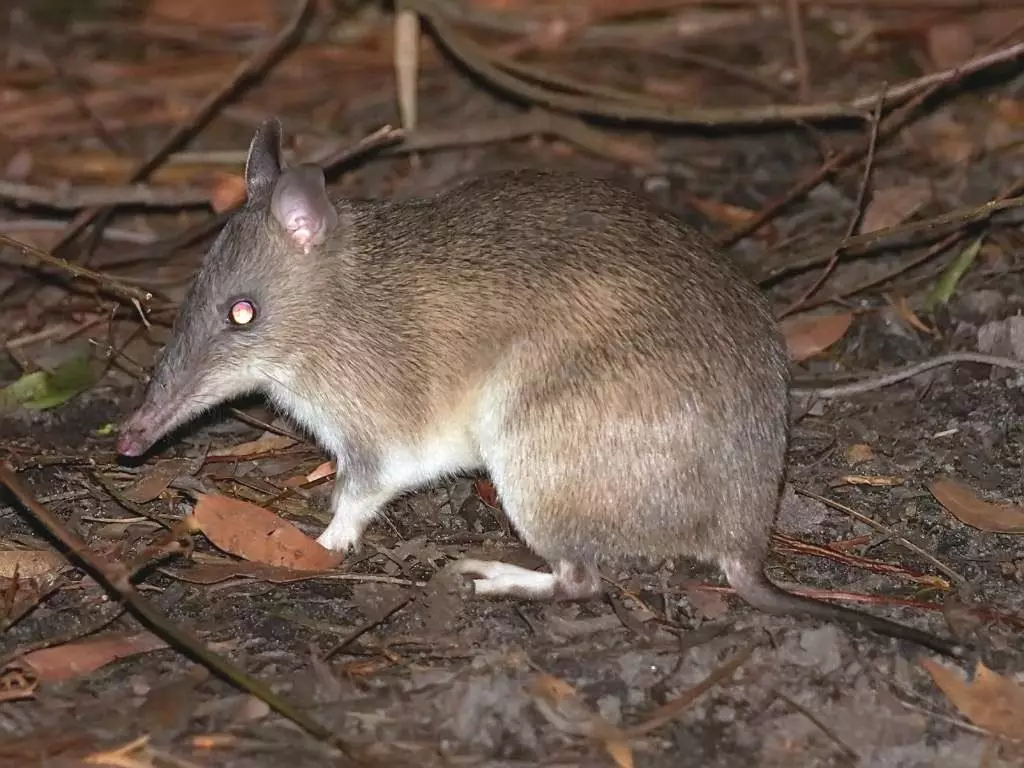 Lange næse bandicoot (Perameles nasuta)