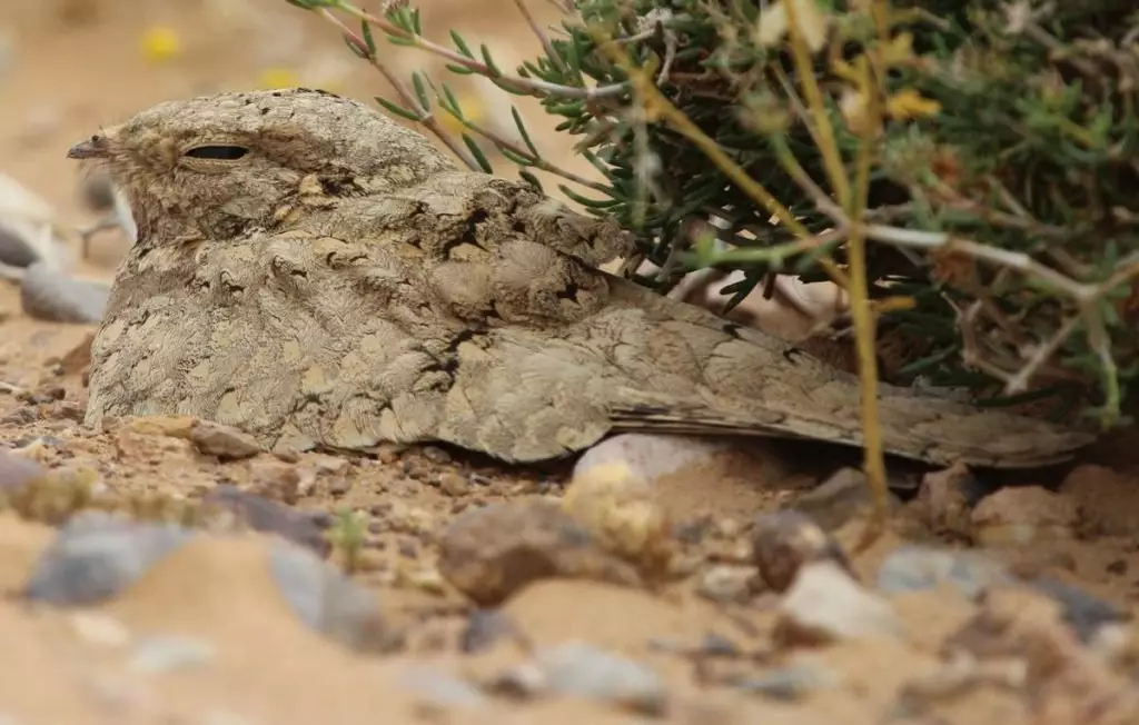 Boghvede natklud. Nightjar foto