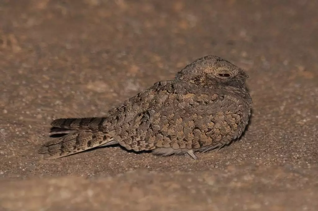 Maskloj kaj inoj de Bucky Nightjars ekstere similas unu la alian.