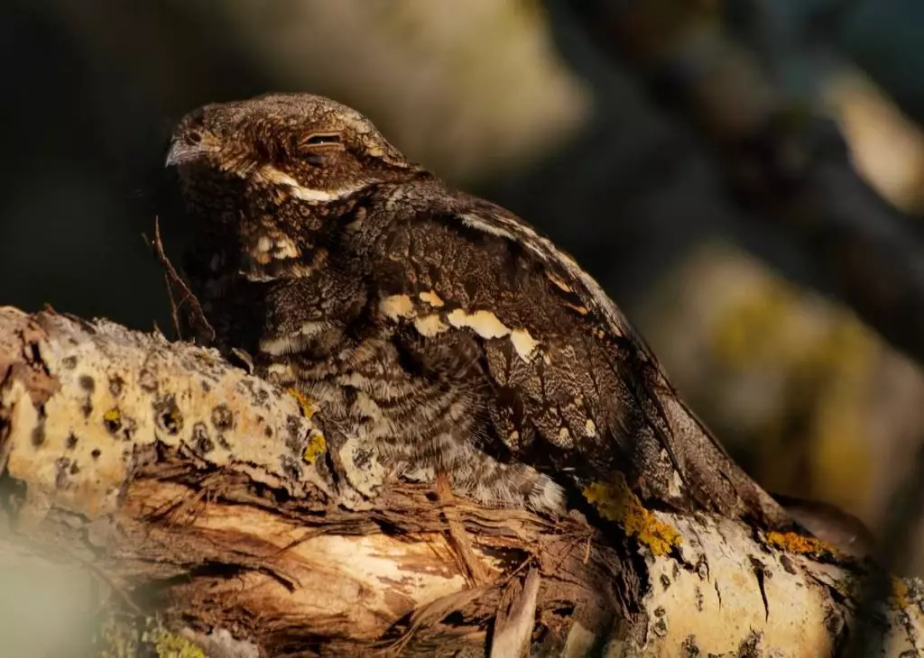 La dunna kaprimuso estas pli stenotopa ol la ordinara kaprimuso kaj estas vera dezerta birdo.