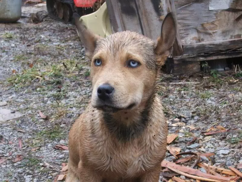 Gaur egun, Daniar Handiak ez dira soilik koiote batekin gurutzatzen, baita ere: husky, collie, artzain txakurrak, etab.