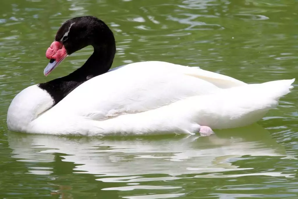 Schwaarzer Hals (Cygnus melancoryphus)