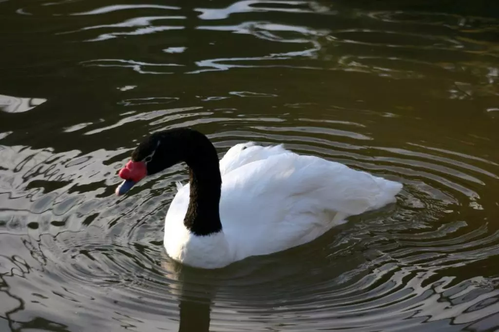 Labud s crnim vratom (Cygnus melancoryphus)