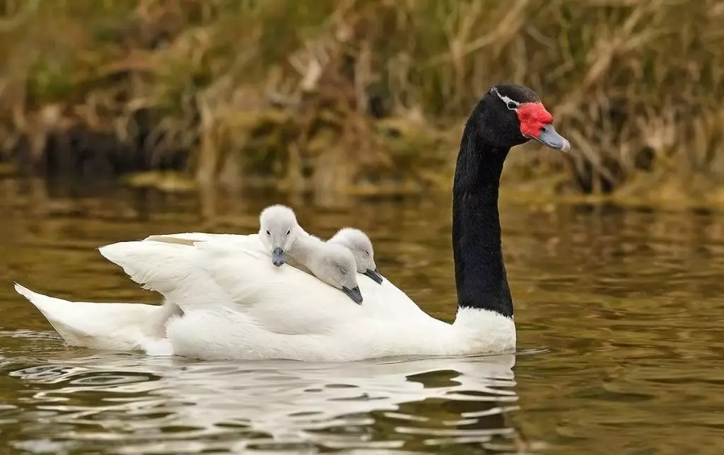 Alarch â gwddf du (Cygnus melancoryphus)