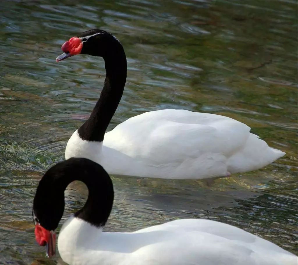 Letata le molala o motšo (Cygnus melancoryphus)