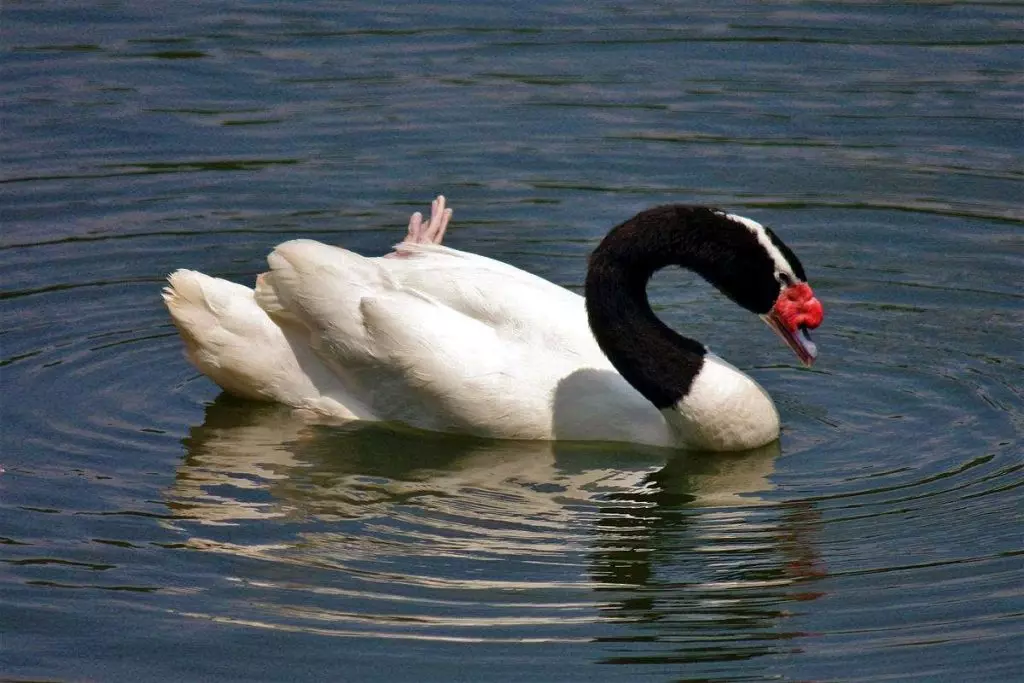 黑頸天鵝 (Cygnus melancoryphus)