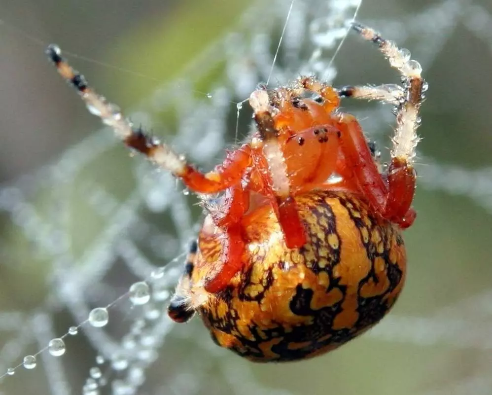 Croes farmor (Araneus marmoreus)