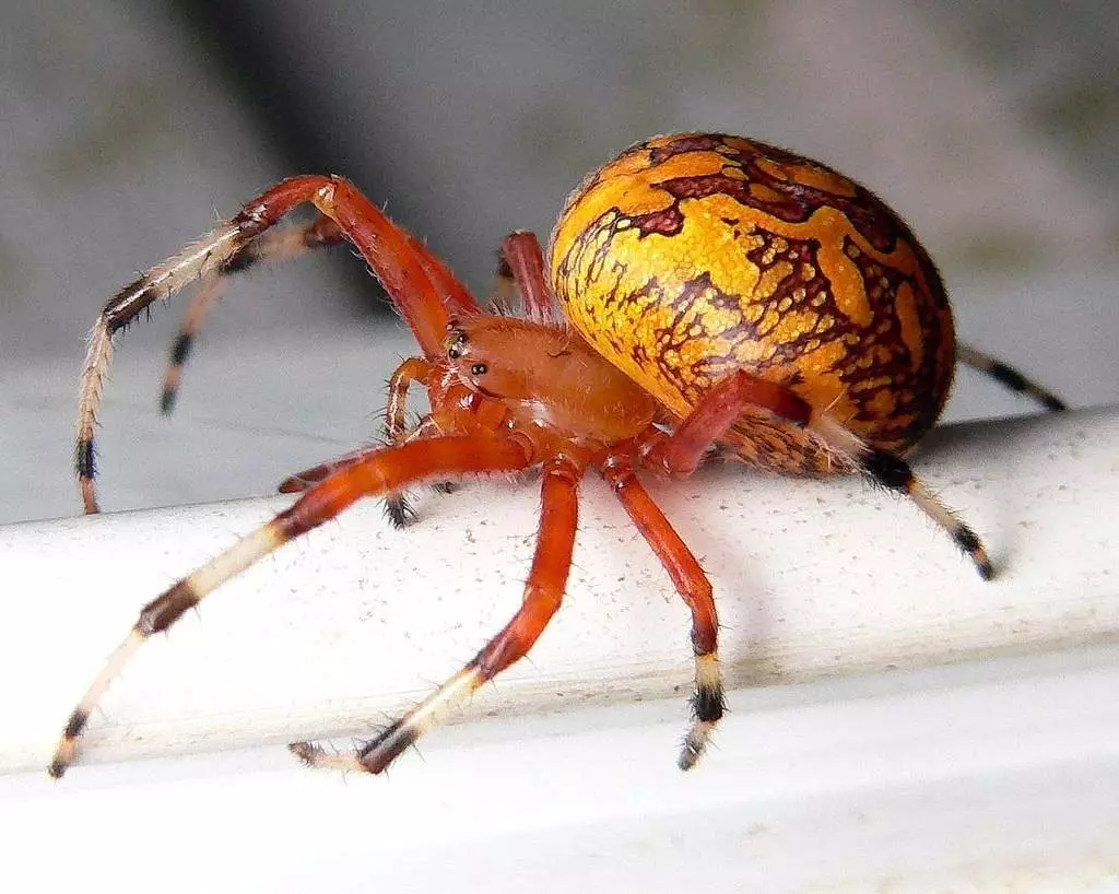 Cruz de mármore (Araneus marmoreus)