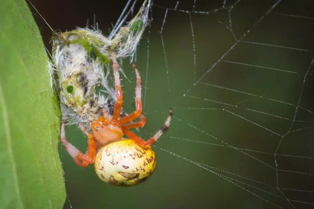 Cruz de mármore (Araneus marmoreus)