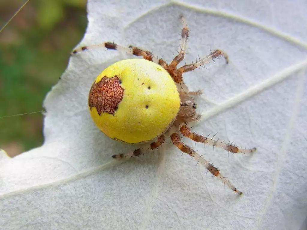 Cruz de mármore (Araneus marmoreus)