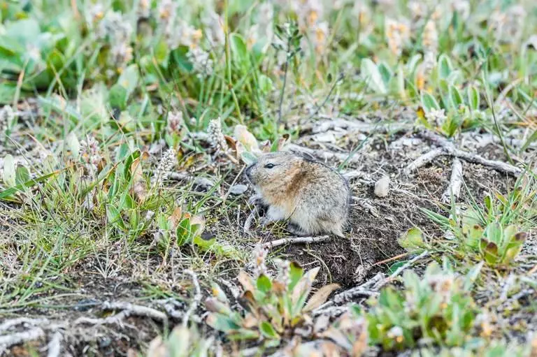 Lemming Vinogradov (Dicrostonyx vinogradovi)