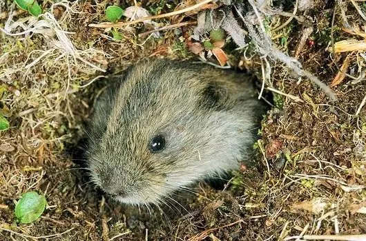 Lemming Vinogradov (Dicrostonyx vinogradovi)