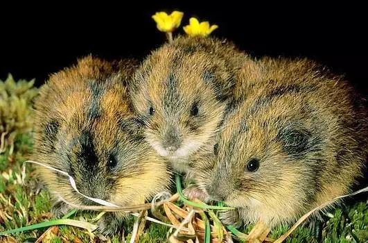 Lemming Vinogradov (Dicrostonyx vinogradovi)