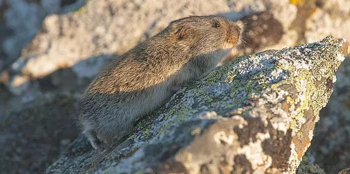 Lemming Vinogradov (Dicrostonyx vinogradovi)