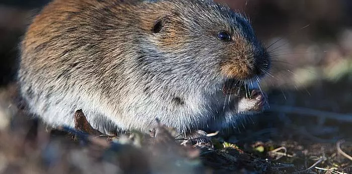 Lemming Vinogradov (Dicrostonyx vinogradovi)