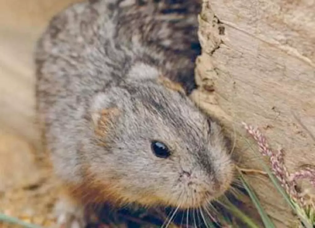 Lemming Vinogradov (Dicrostonyx vinogradovi)