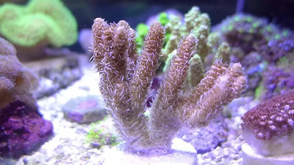 Acropora millepora