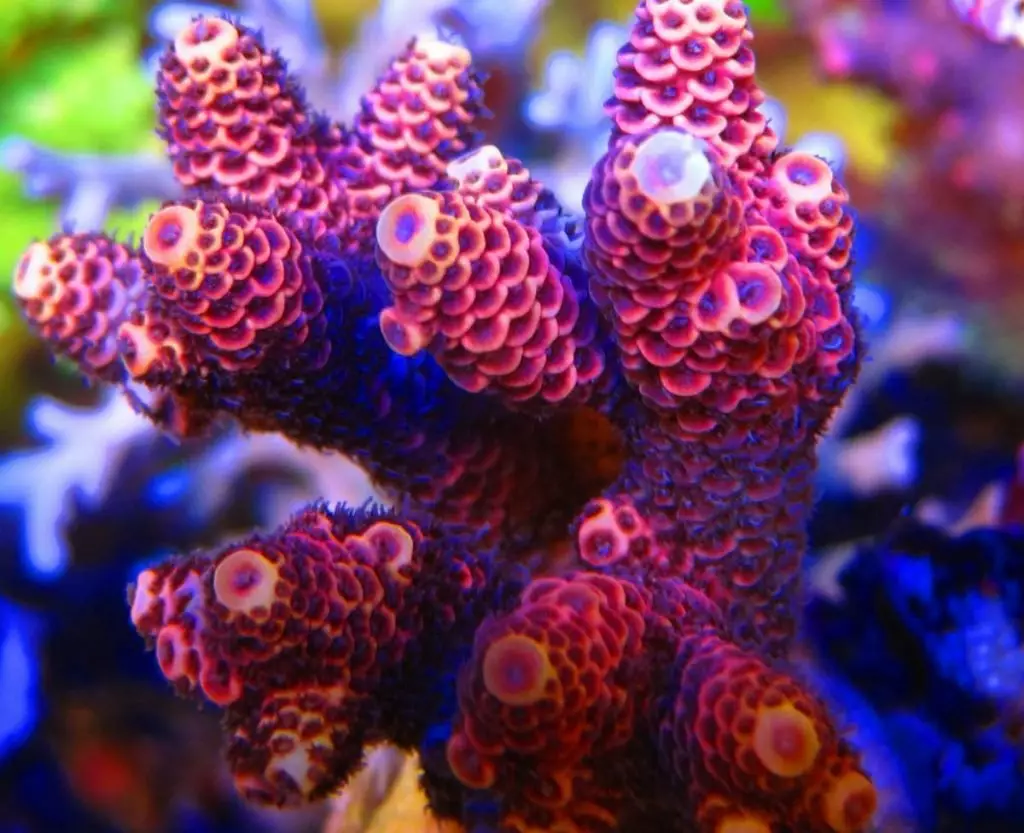 Acropora millepora