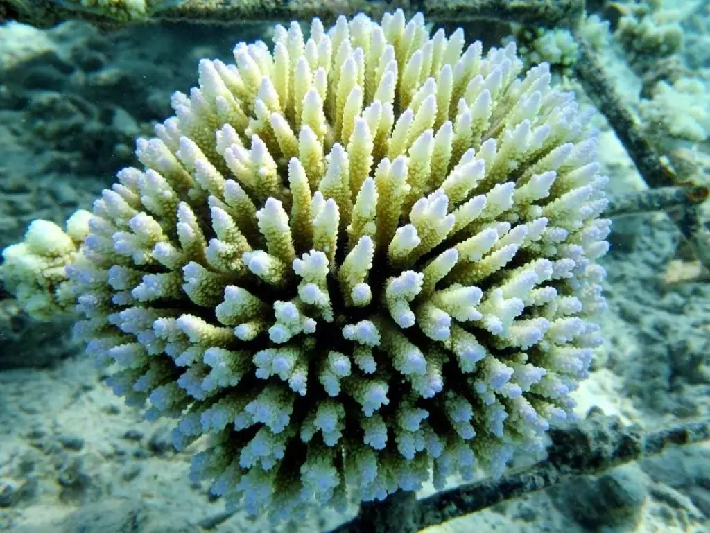 Acropora millepora