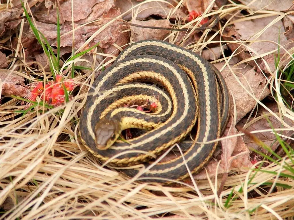 Inyoka kaButler yeGarter (Thamnophis butle butle)