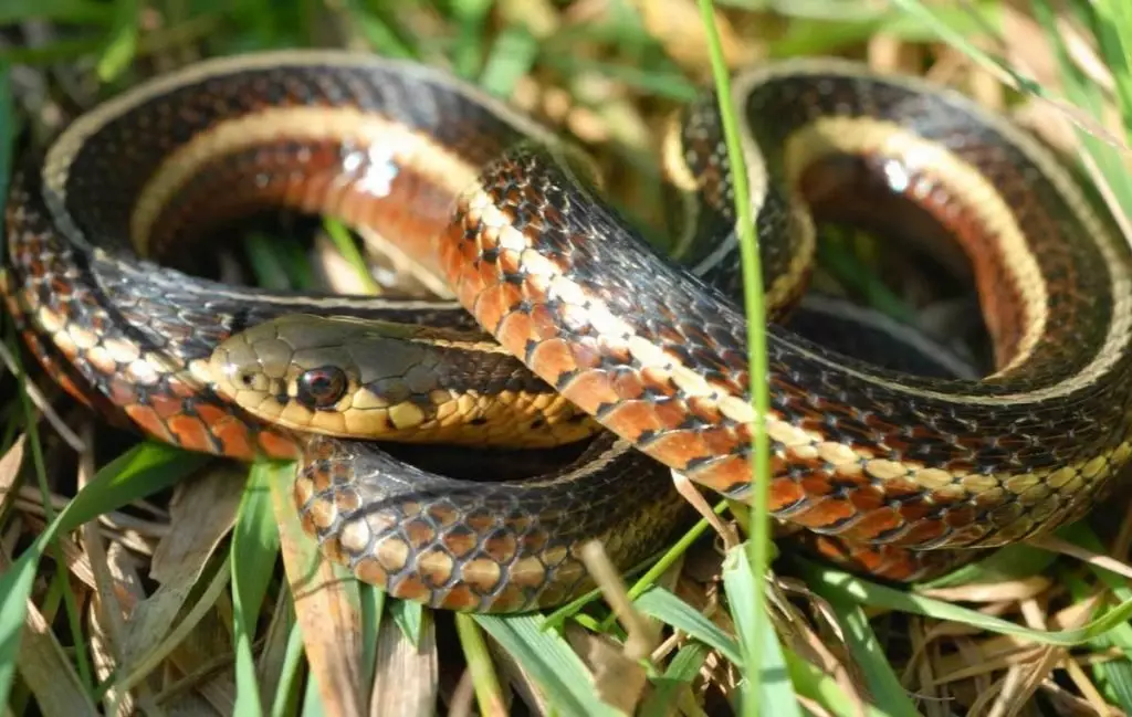 Inyoka kaButler yeGarter (Thamnophis butle butle)