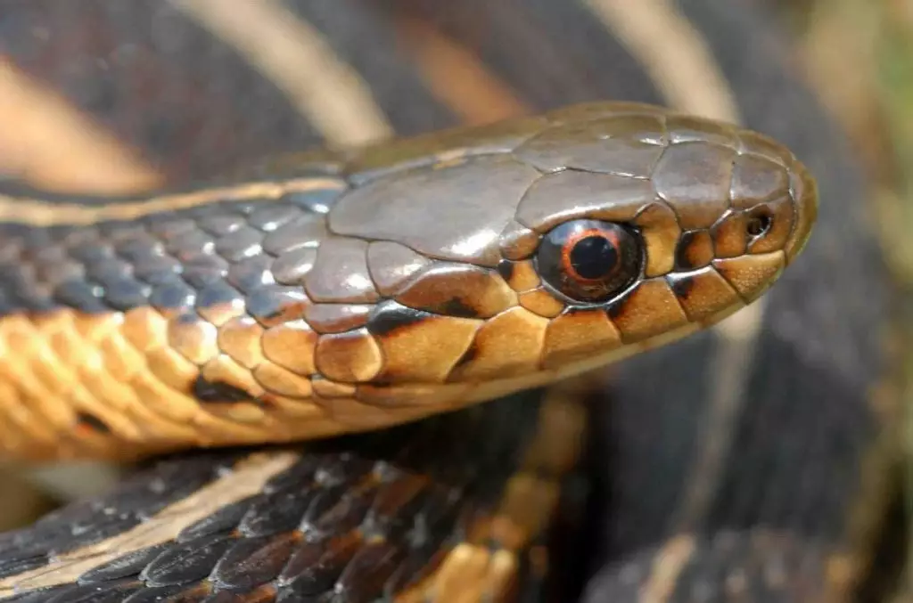 Inyoka kaButler yeGarter (Thamnophis butle butle)