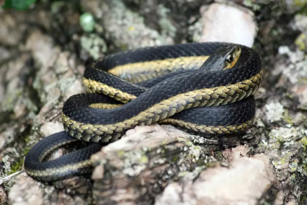 Ejò Garter Butler (Thamnophis butleri)