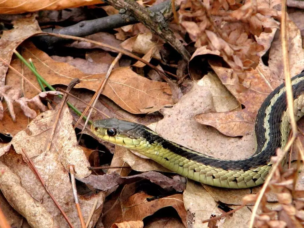 Змия на жартиера на иконом (Thamnophis butleri)