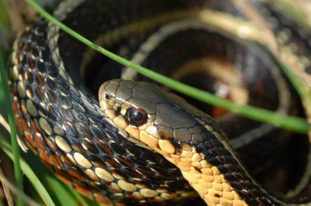 Подвязочная змея Батлера (Thamnophis butleri)