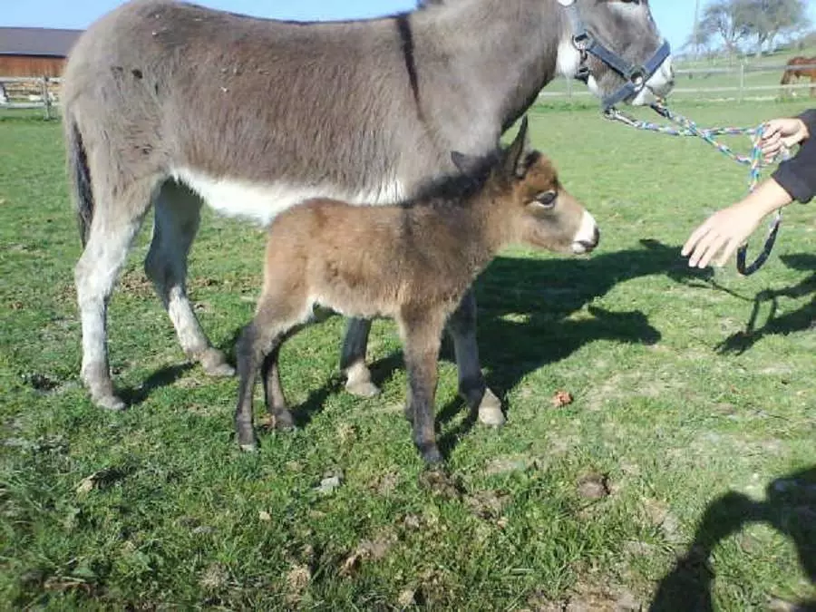 Izvana se mazga ne razlikuje mnogo od magarca.