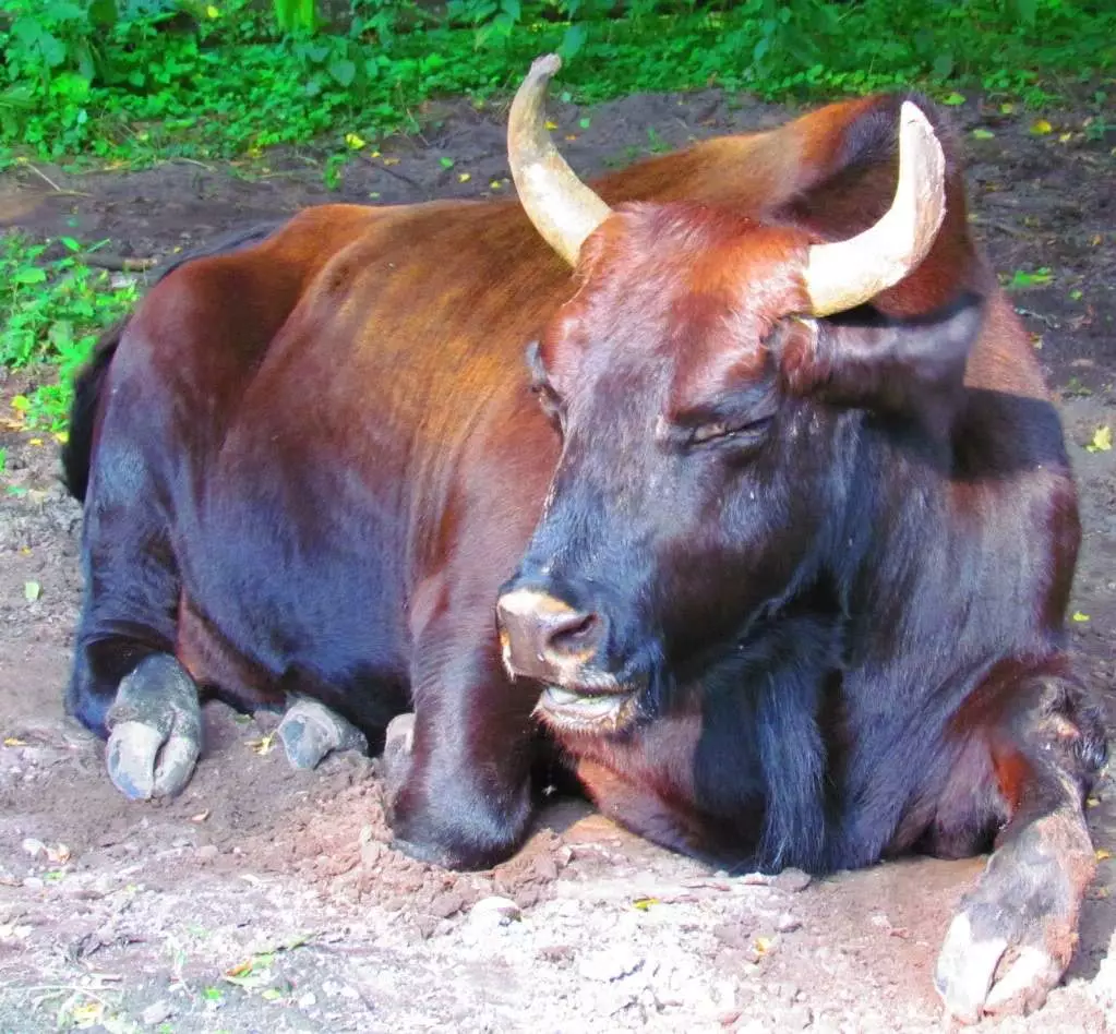 Zubroni so zelo odporni na vse vrste bolezni.