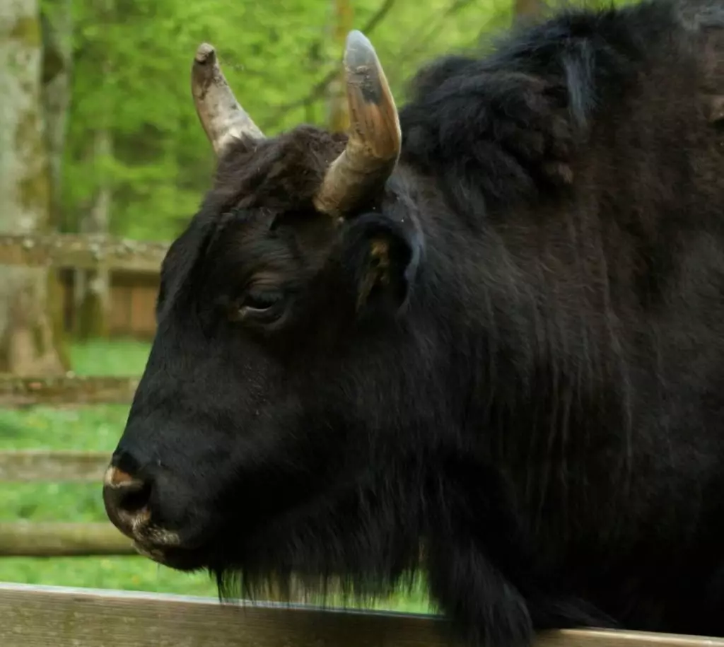 Hingga saat ini, proses perkembangbiakan banteng dihentikan.