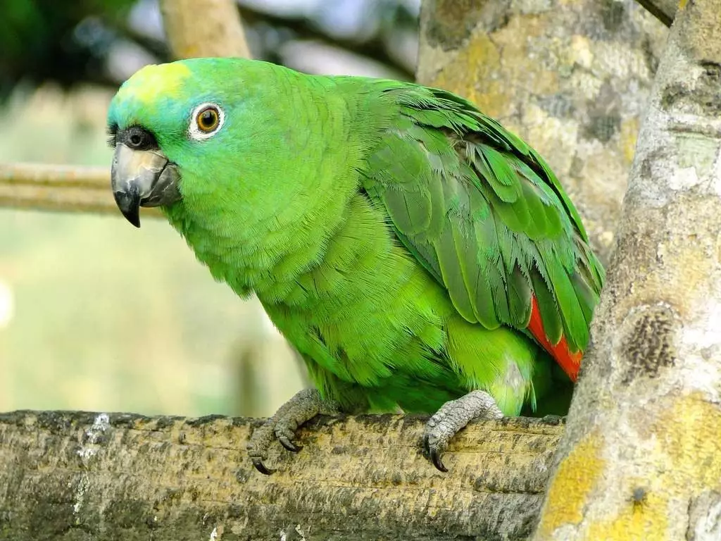 पिवळ्या रंगाचा Amazonमेझॉन - मुकुट असलेला पोपट