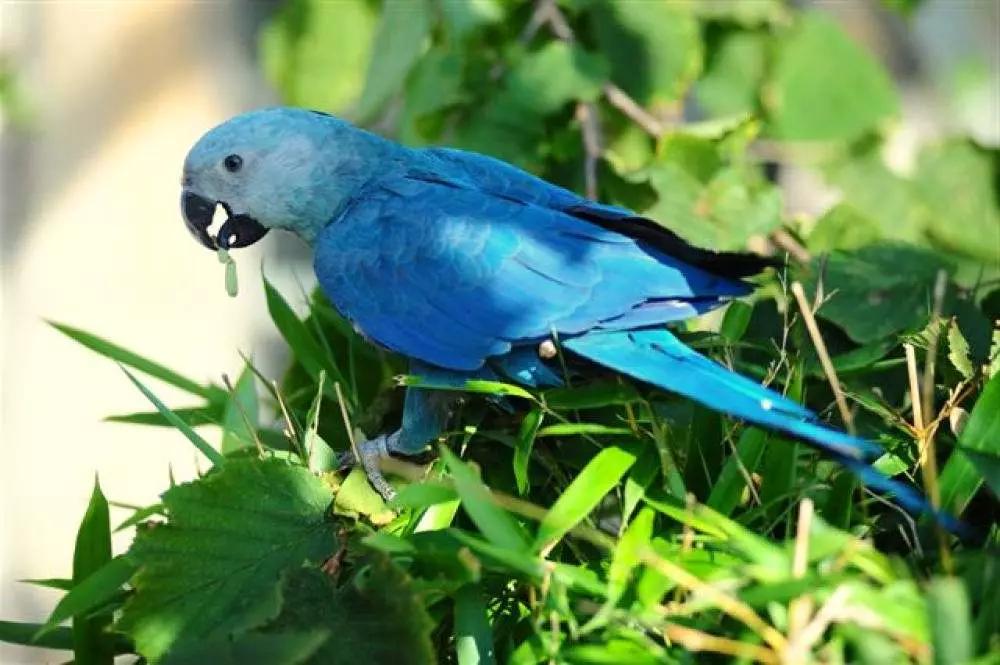 نن blueو نيرو ميڪو (Cyanopsitta spixii)