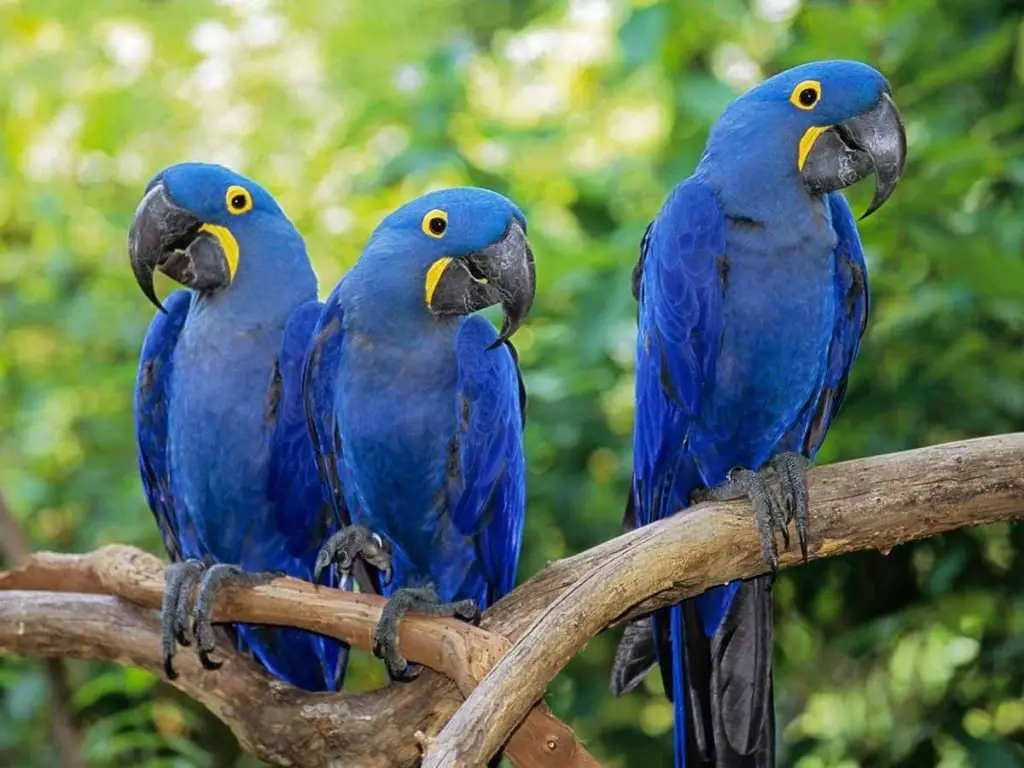 Ƙananan macaw (Cyanopsitta spixii)