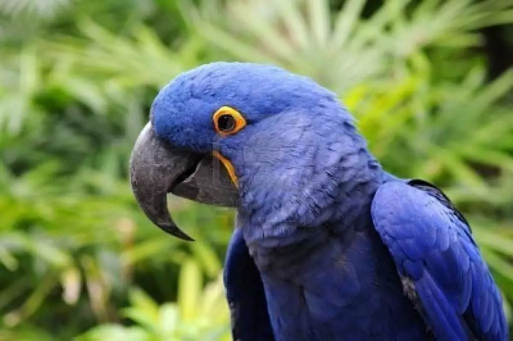 Gamay nga asul nga macaw (Cyanopsitta spixii)