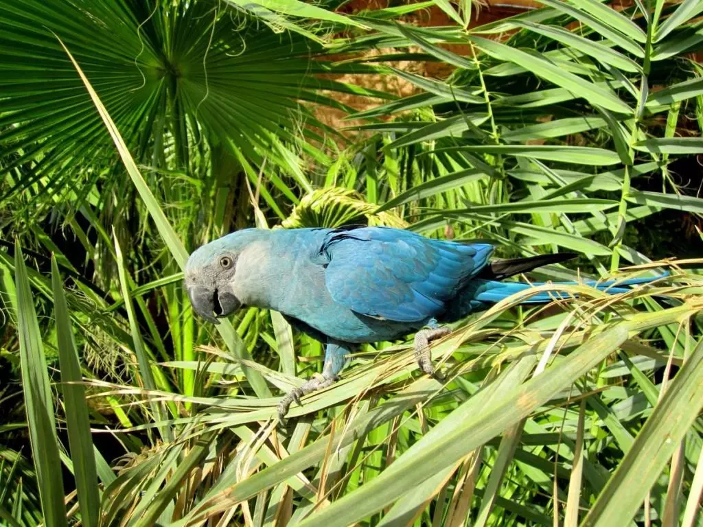 Kleiner blauer Ara (Cyanopsitta spixii)