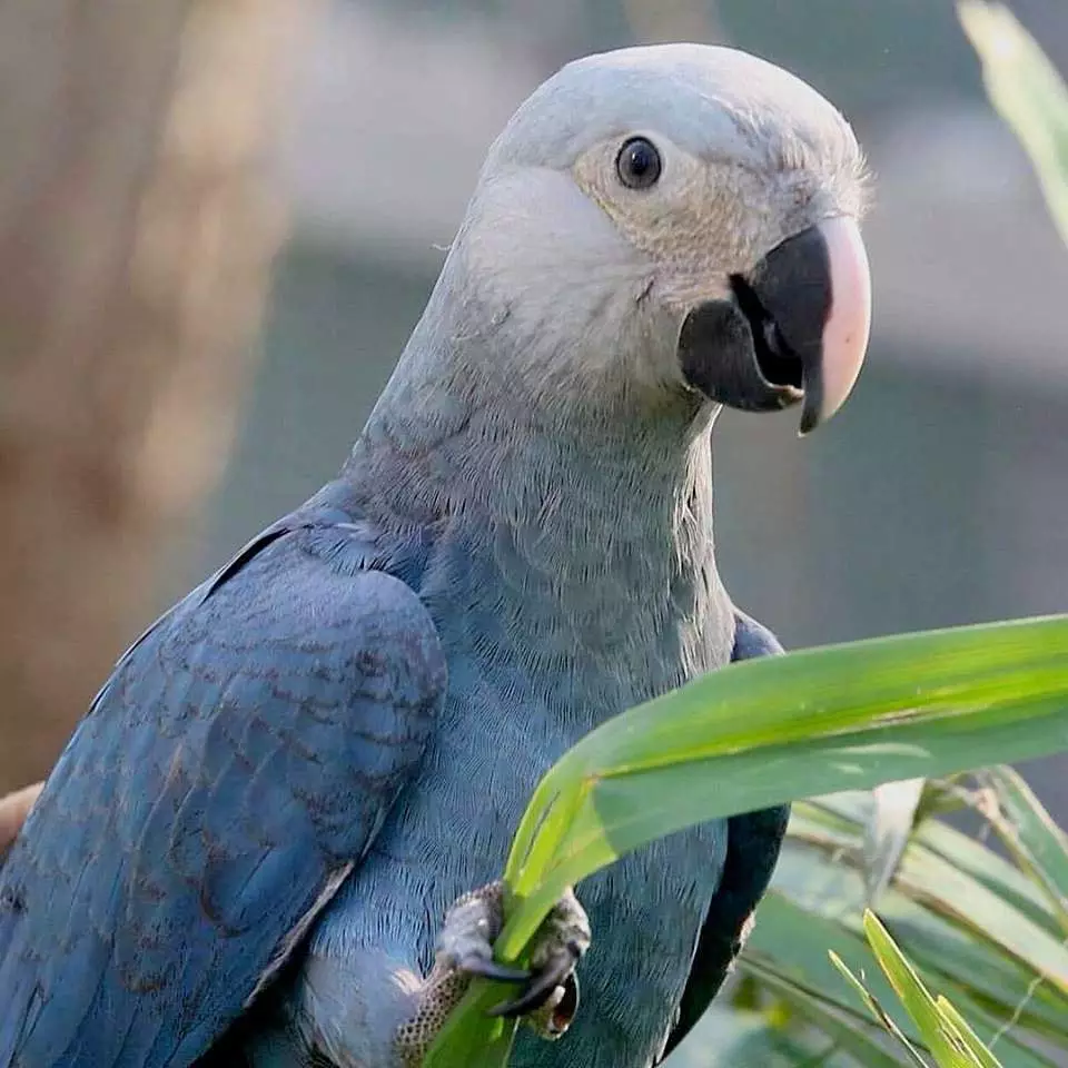 Gamay nga asul nga macaw (Cyanopsitta spixii)