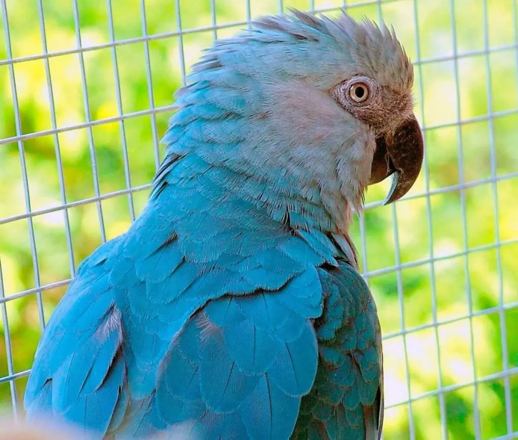 Gamay nga asul nga macaw (Cyanopsitta spixii)