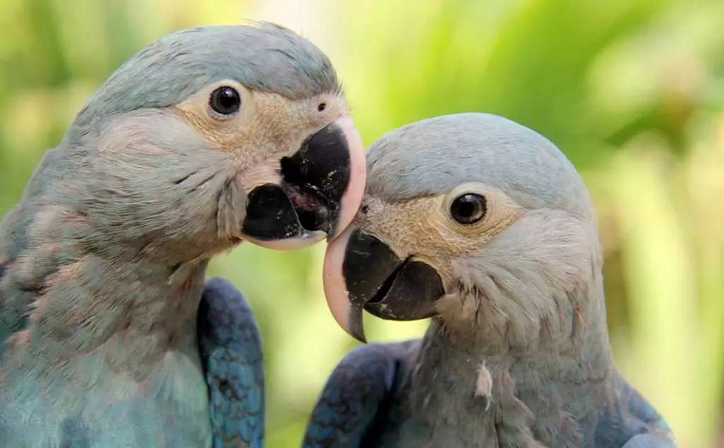 Ƙananan macaw (Cyanopsitta spixii)