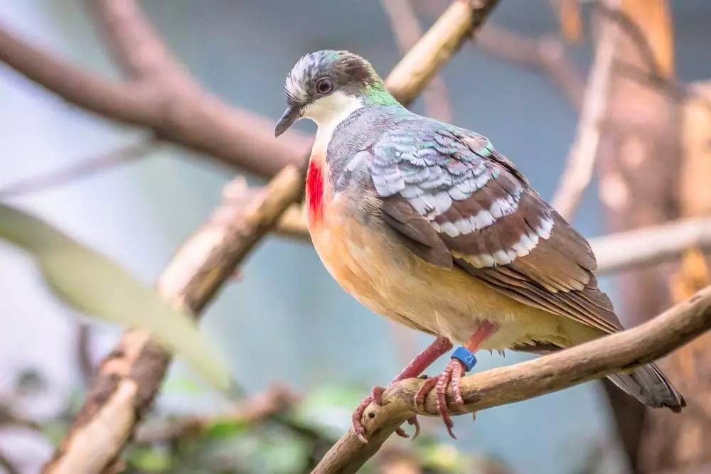 लुझोन ब्लड ब्रेस्टेड कबूतर (गॅलिकोलुम्बा लुझोनिका)